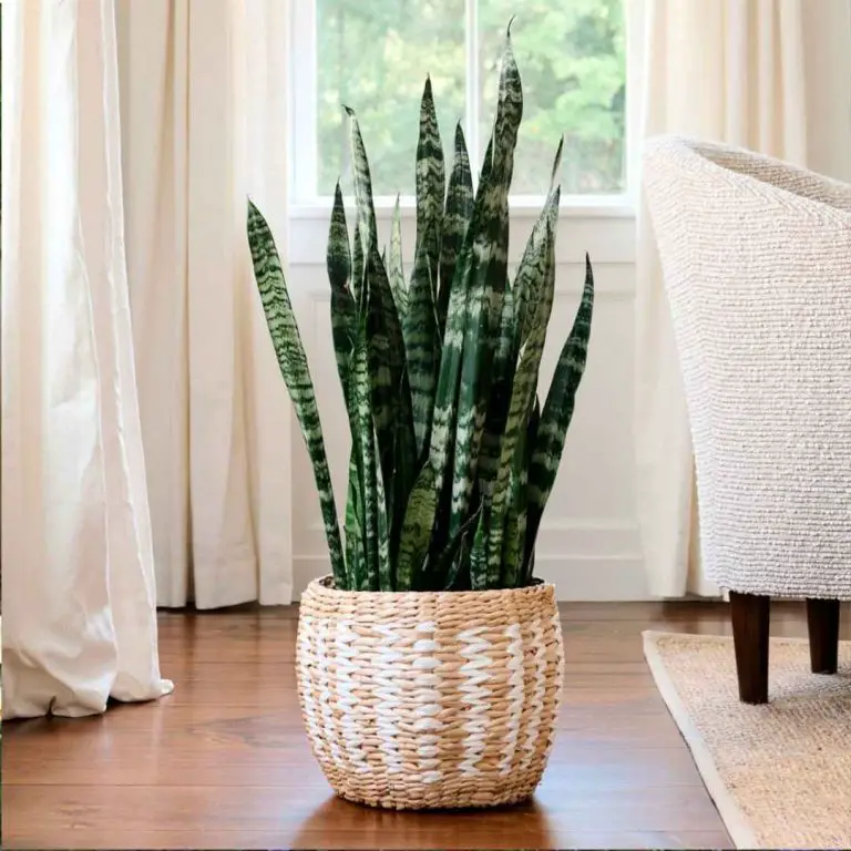 Snake Plant Types: 12 Magnificent Varieties Of Snake Plants – Slick Garden