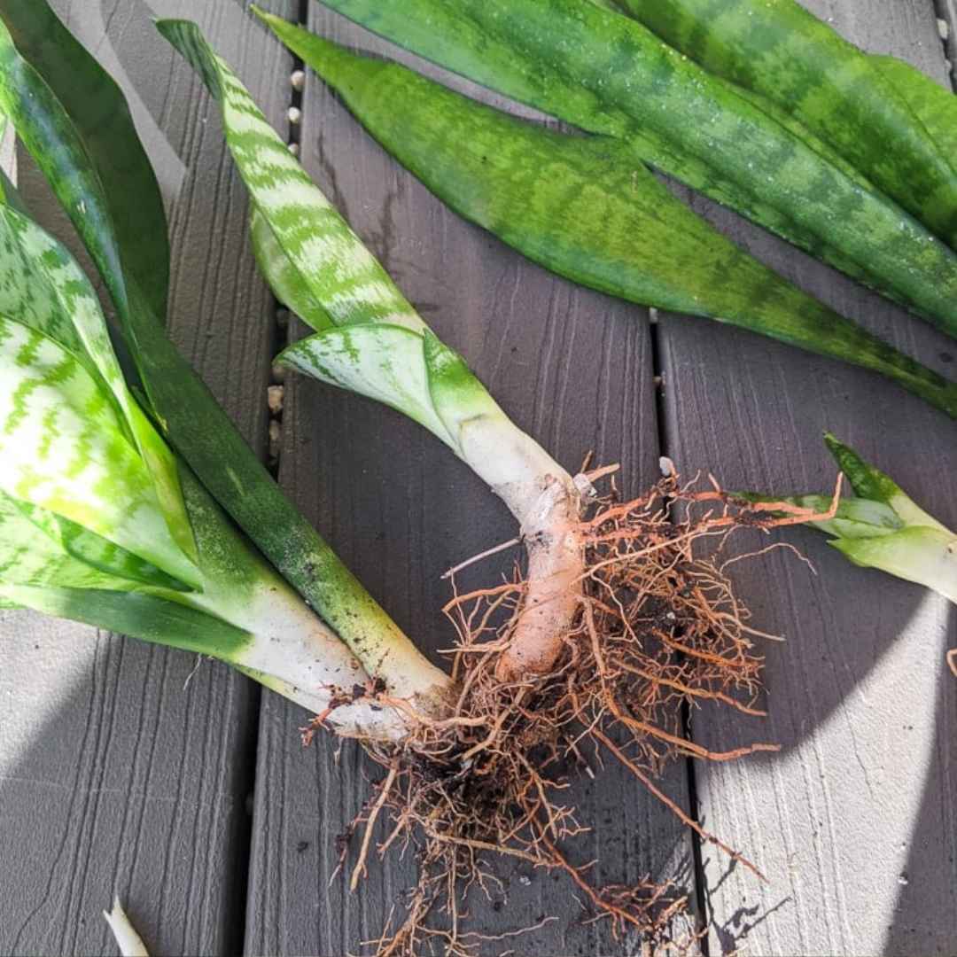 How To Grow A Snake Plant: Four Tested Techniques – Slick Garden