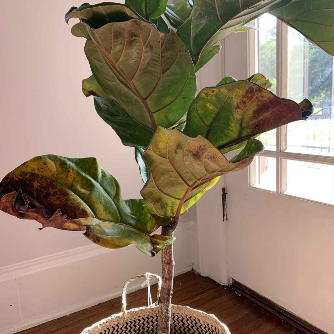 What Are The Signs That My Indoor Plants Are Unhealthy, And How Can I ...