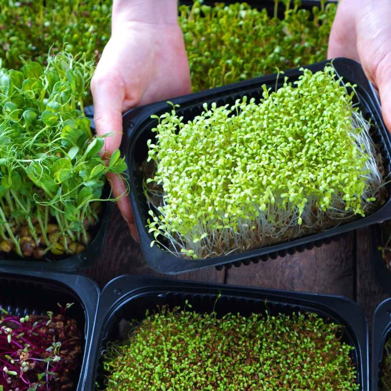 What Are The Top Edible Plants To Grow Indoors For Fresh Produce ...