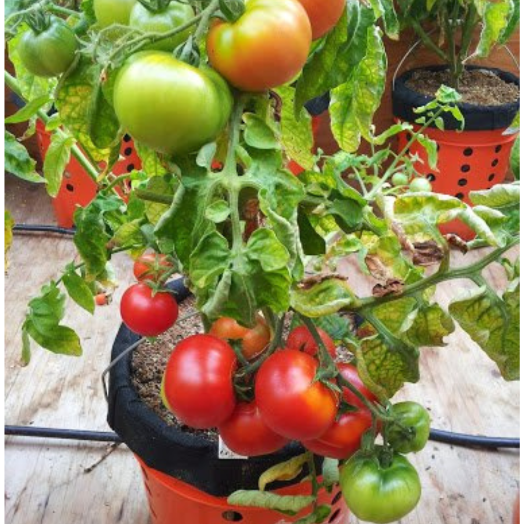 What Are The Top Edible Plants To Grow Indoors For Fresh Produce ...