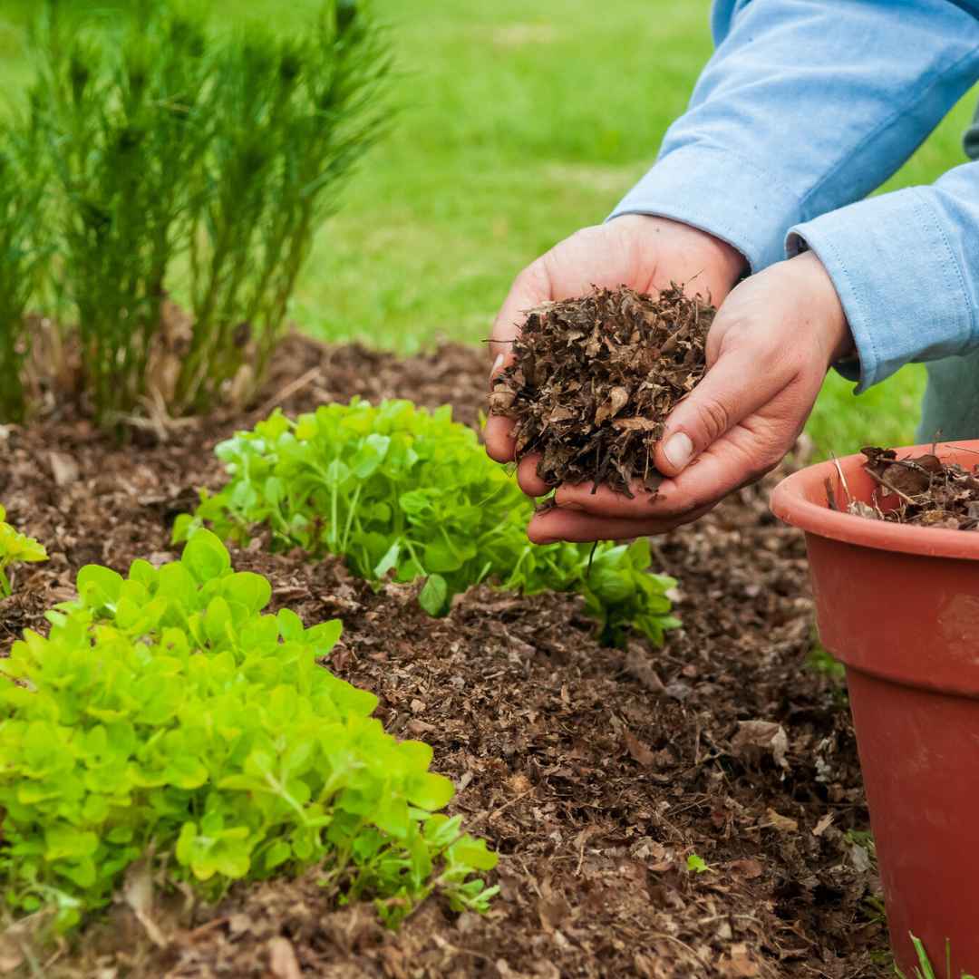 How To Use Mulch Effectively In No Dig Gardening And Raised Garden Beds ...