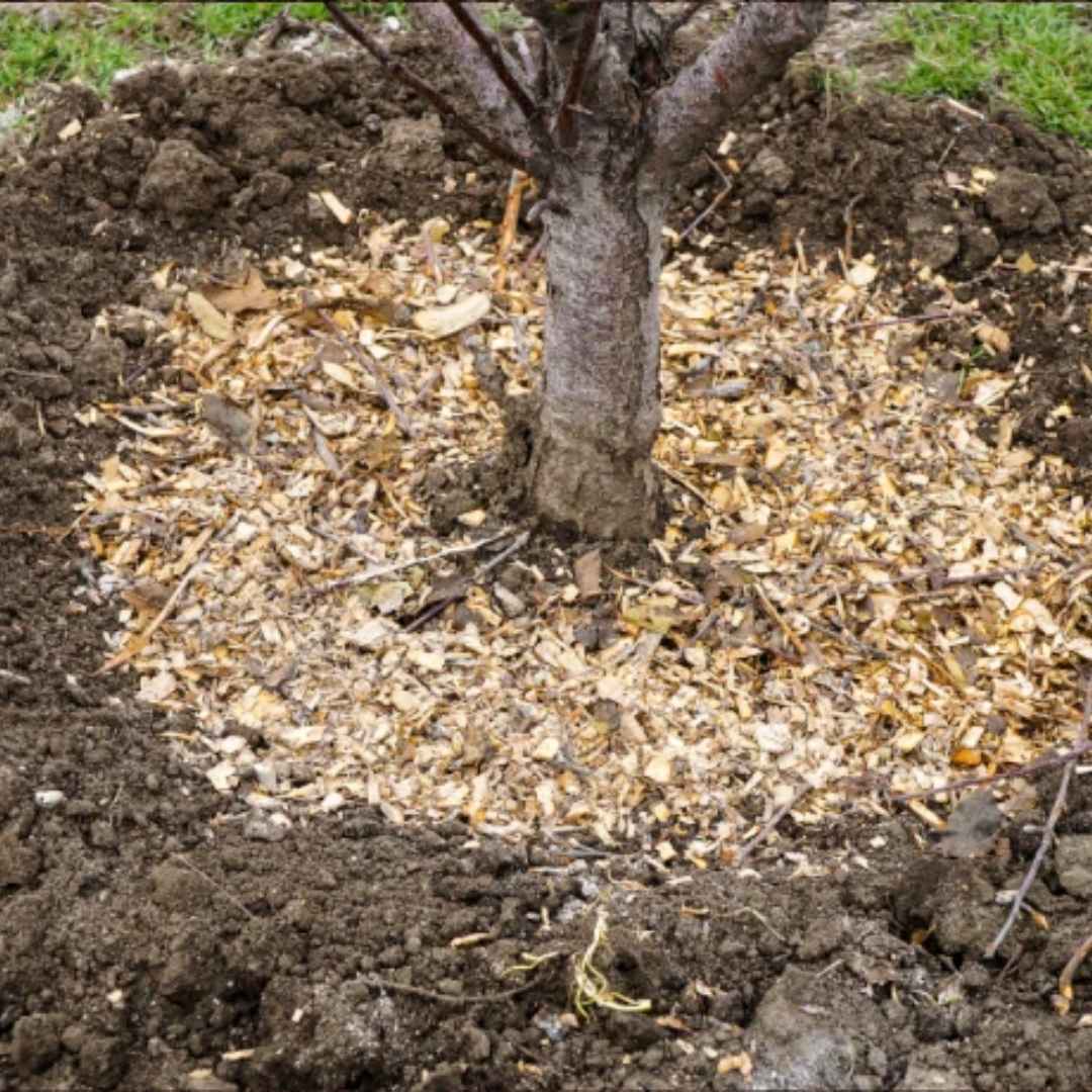 How To Use Mulch Effectively In No Dig Gardening And Raised Garden Beds ...