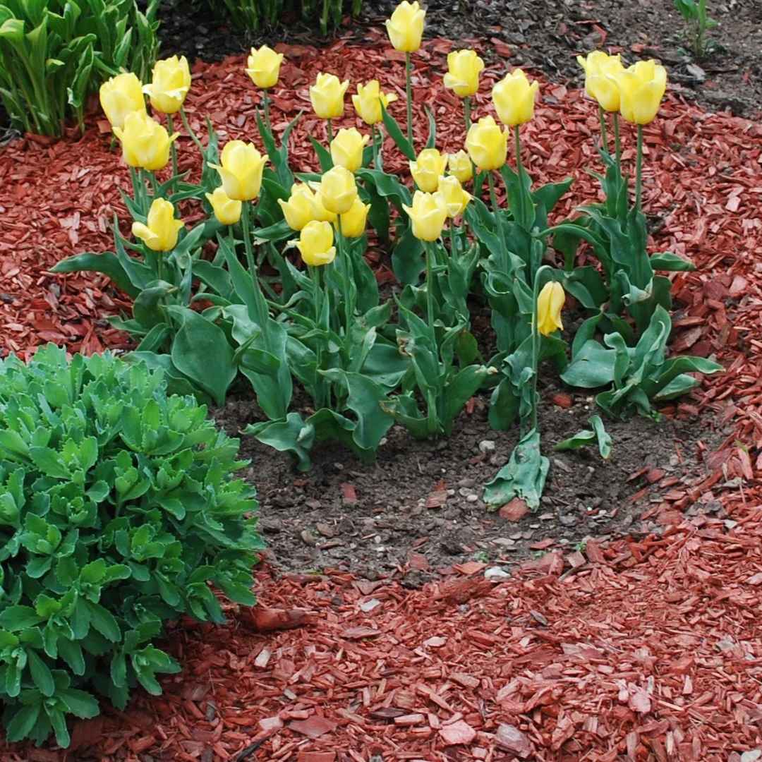 How To Use Mulch Effectively In No Dig Gardening And Raised Garden Beds ...