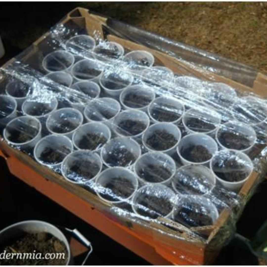 How To Start A Spring Garden From Seeds Indoor: – Slick Garden