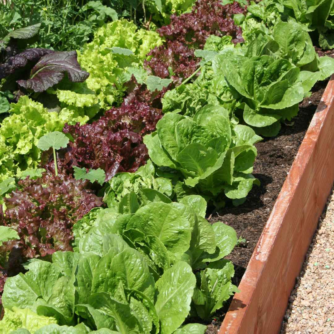 How To Grow Organic Vegetables At Home Without Chemicals: – Slick Garden