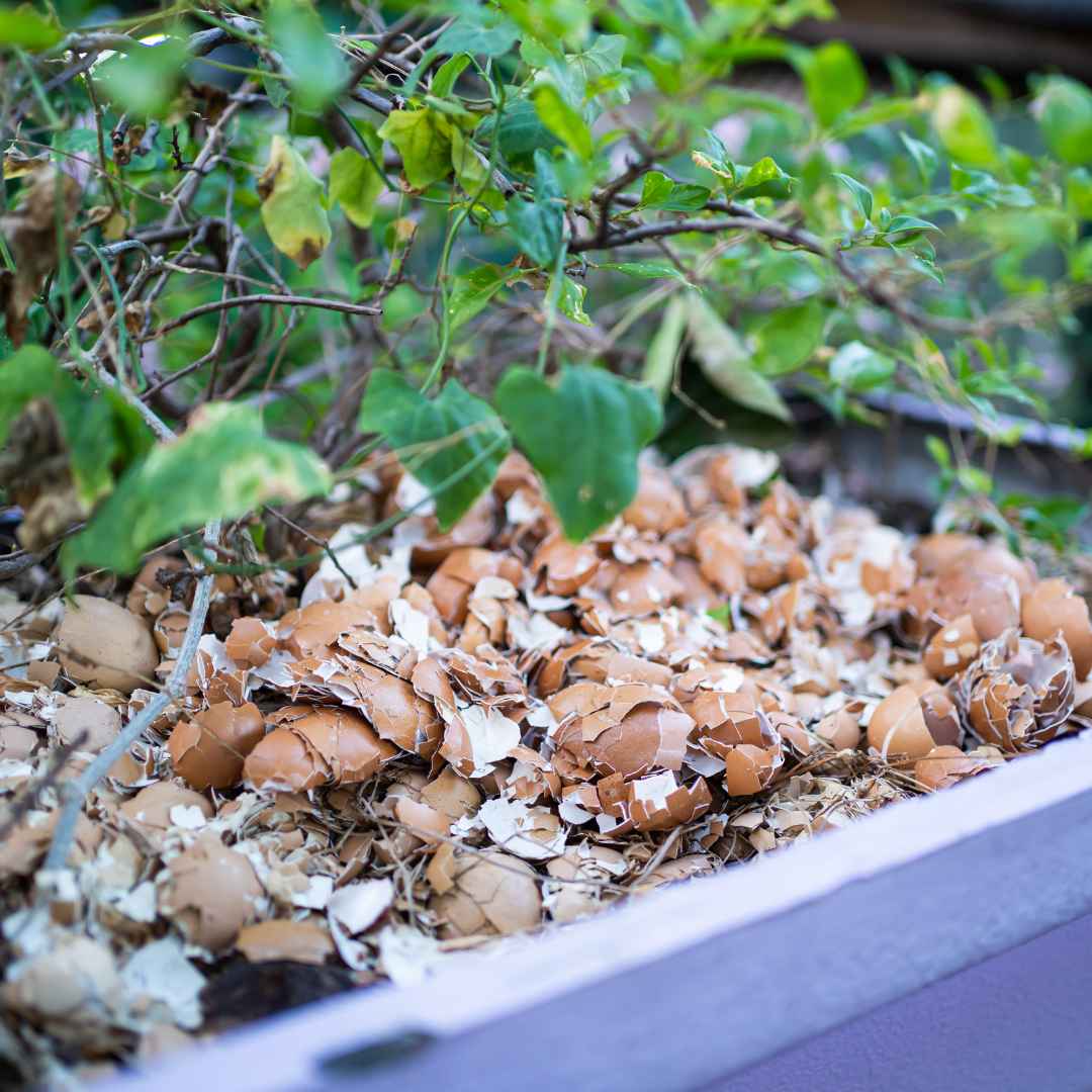 Using Kitchen Scraps To Create Powerful Spring Fertilizer: – Slick Garden