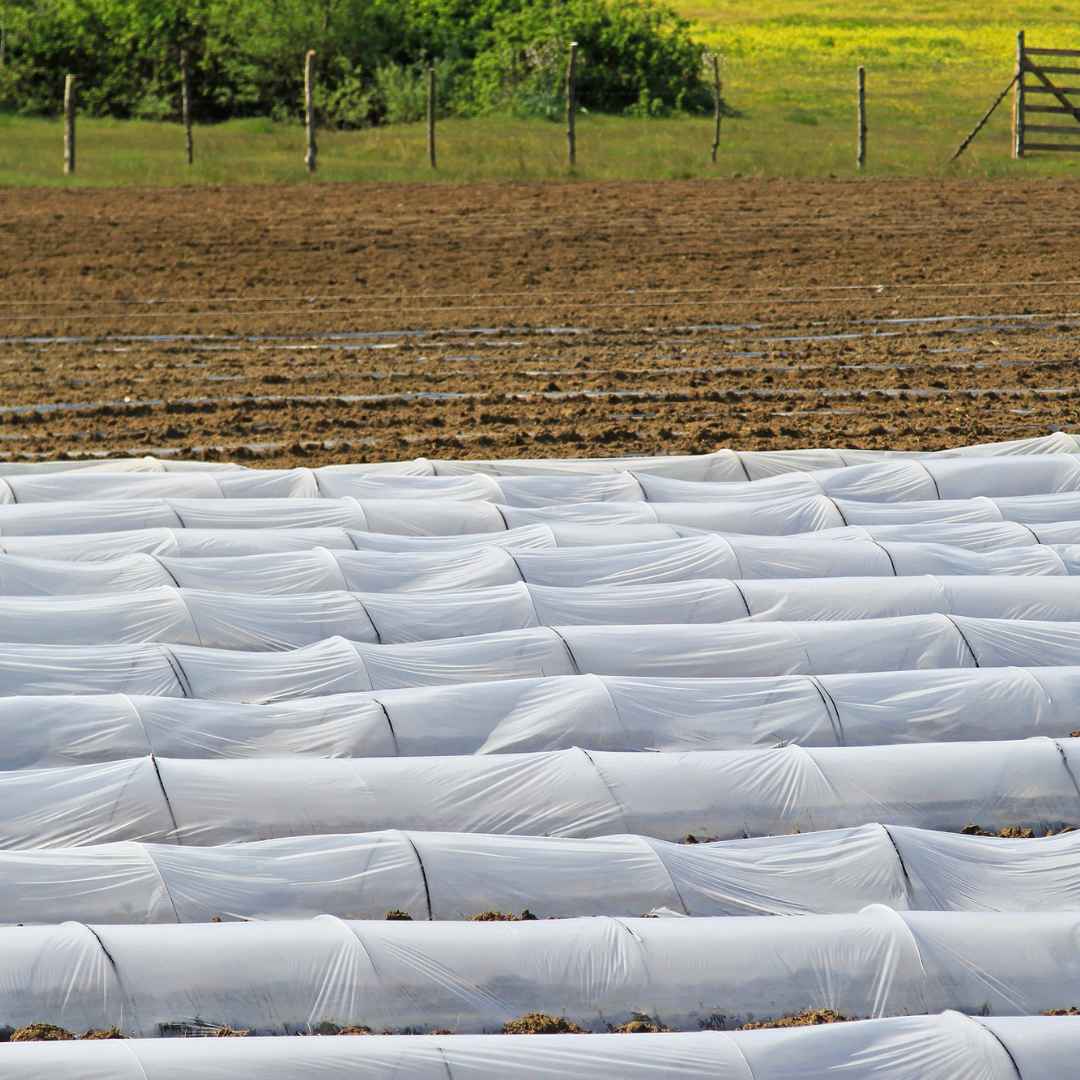 Organic Pest Control: How To Protect Your Vegetables Naturally: – Slick ...