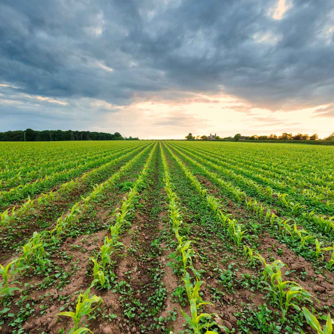 The Ultimate Guide To Organic Crop Rotation For Sustainable Vegetable ...