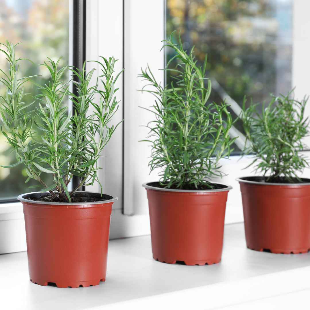 The Best Edible Plants For An Indoor Garden: – Slick Garden