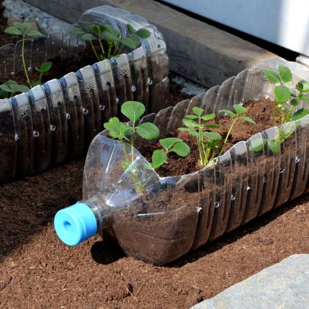 How To Grow Vegetables In Plastic Bottles: A Zero-Waste Gardening Hack ...
