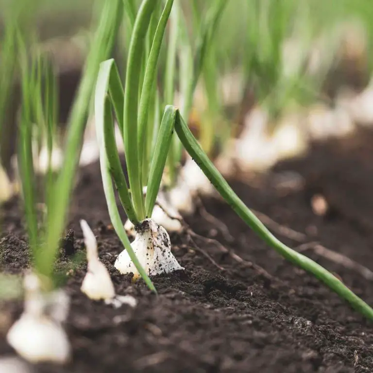 5 High Yield Vegetables That Saves You The Most Money When Grown At ...