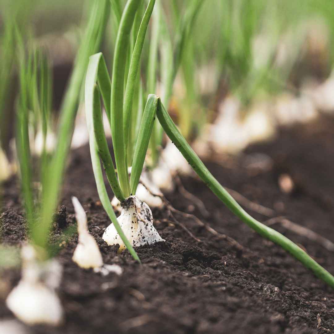 5 High Yield Vegetables That Saves You The Most Money When Grown At ...