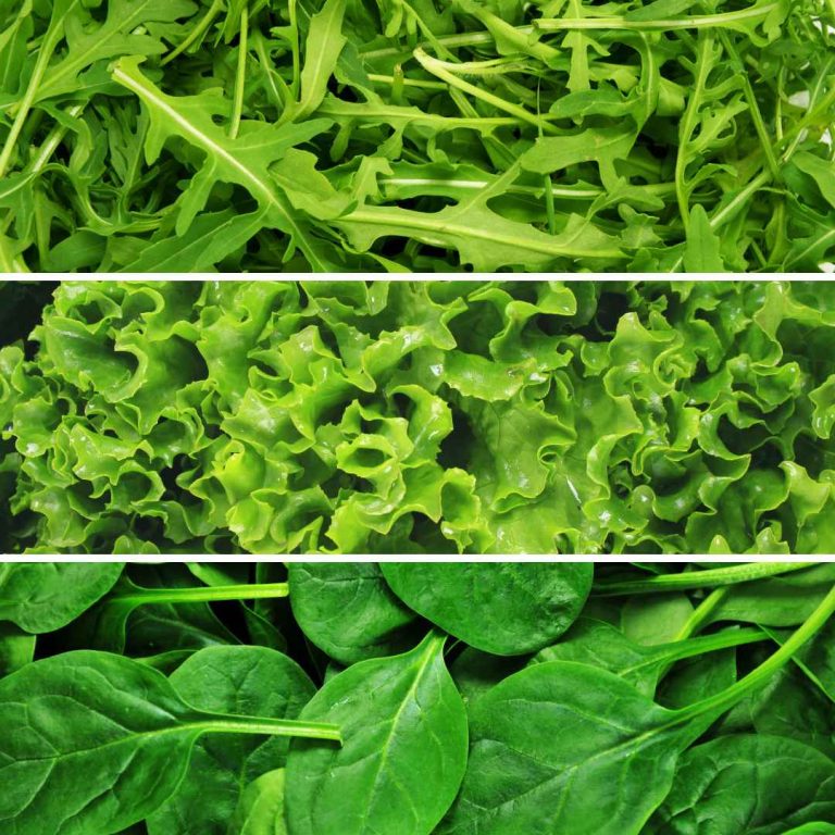 How To Grow Leafy Greens In Your Fall Vegetable Garden: – Slick Garden