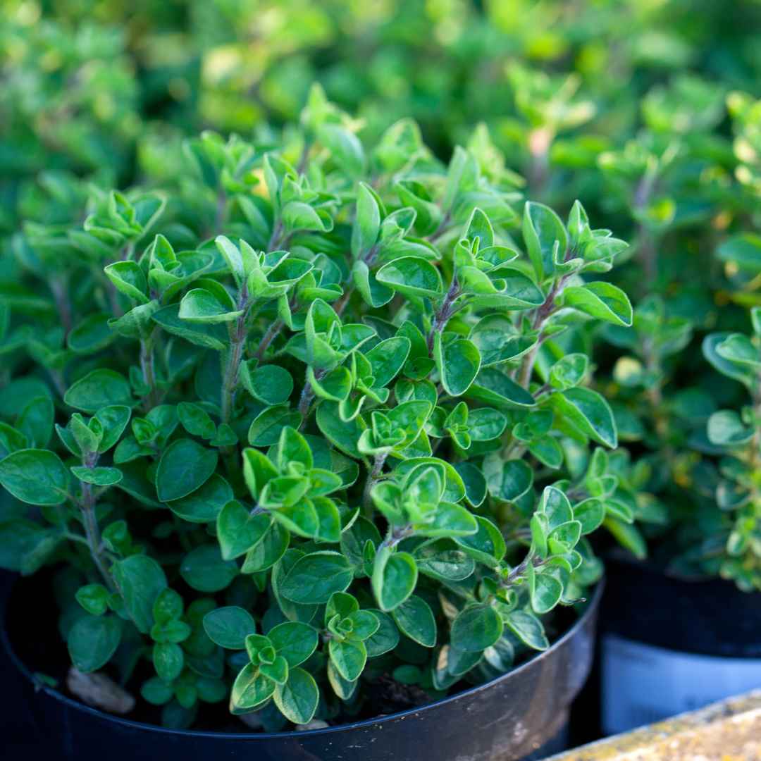 Grow Cold-Hardy Herbs In Fall For Fresh Flavor All Winter: – Slick Garden