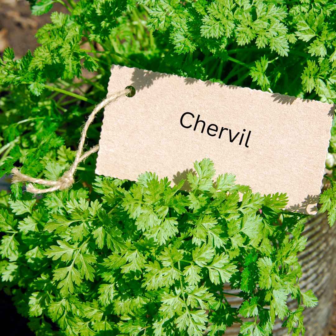 Grow Cold-Hardy Herbs In Fall For Fresh Flavor All Winter: – Slick Garden