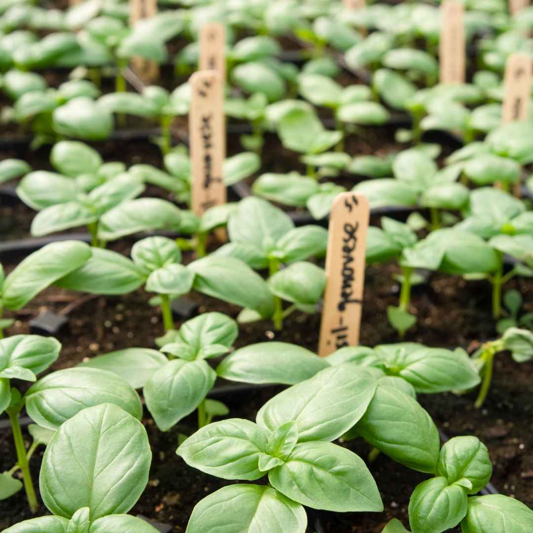 Grow Cold-Hardy Herbs In Fall For Fresh Flavor All Winter: – Slick Garden