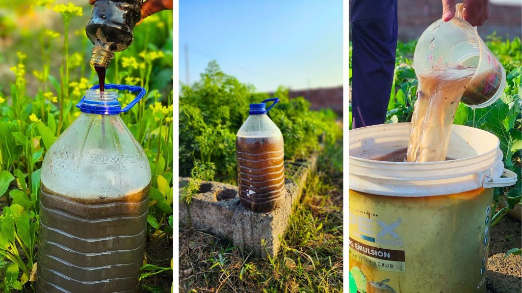 The Most Powerful Liquid Fertilizer You Can Make at Home (100% FREE ...