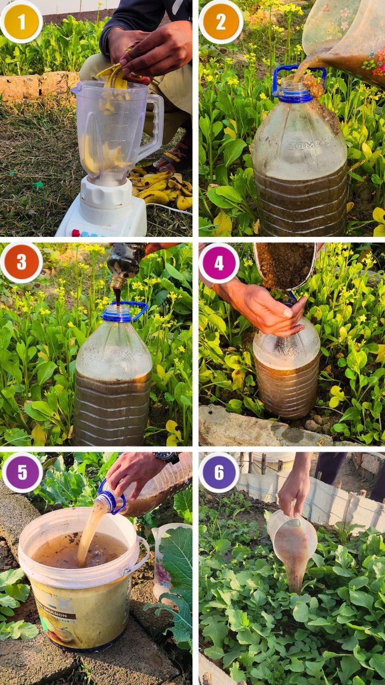 The Most Powerful Liquid Fertilizer You Can Make at Home (100% FREE ...