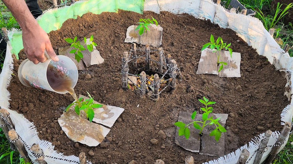 Planting Tomatoes This Way Changed Everything – Deep Hole Method for ...