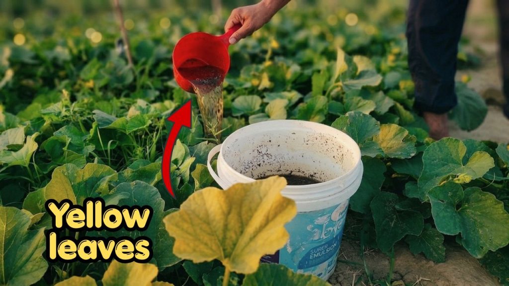 Yellow Cucumber Leaves? I Tried 3 Simple Fixes and the Results ...